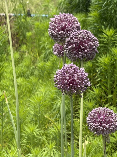 はて？: ぺんぺん草